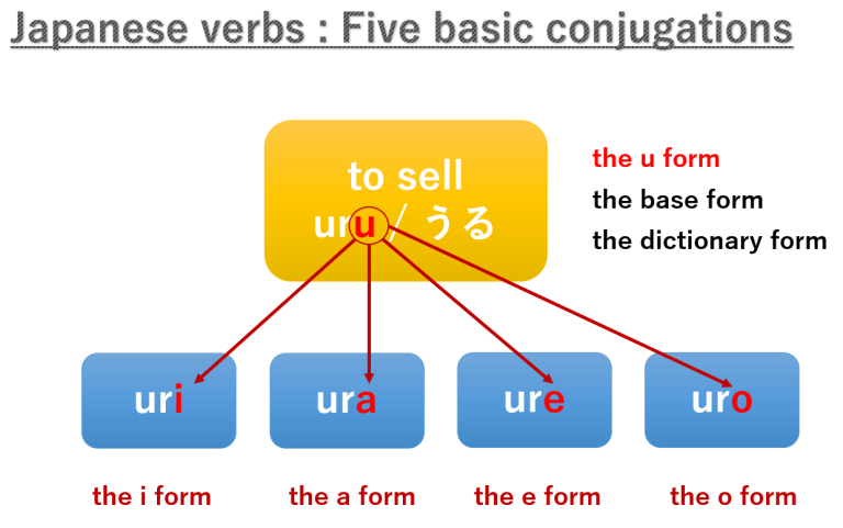 The Japanese verb forms and verb conjugation