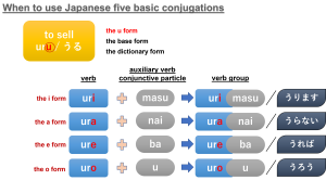 The Japanese verb forms and verb conjugation
