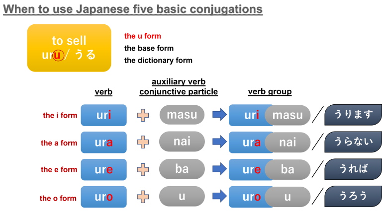 The Japanese verb forms and verb conjugation